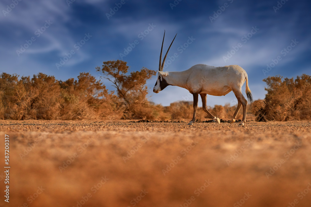 Nature Jordan, Arabia nature. Arabian oryx or white oryx, Oryx leucoryx ...