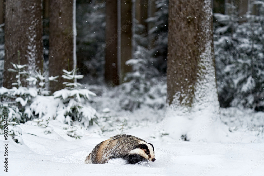 Badger in snow, winter condition in the forest. Badger in the forest ...