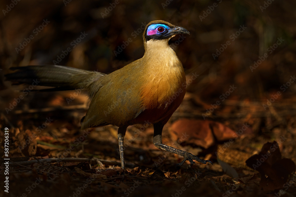 Giant coua, Coua gigas, bird in the nature habitat, Kirindy Dorest in ...