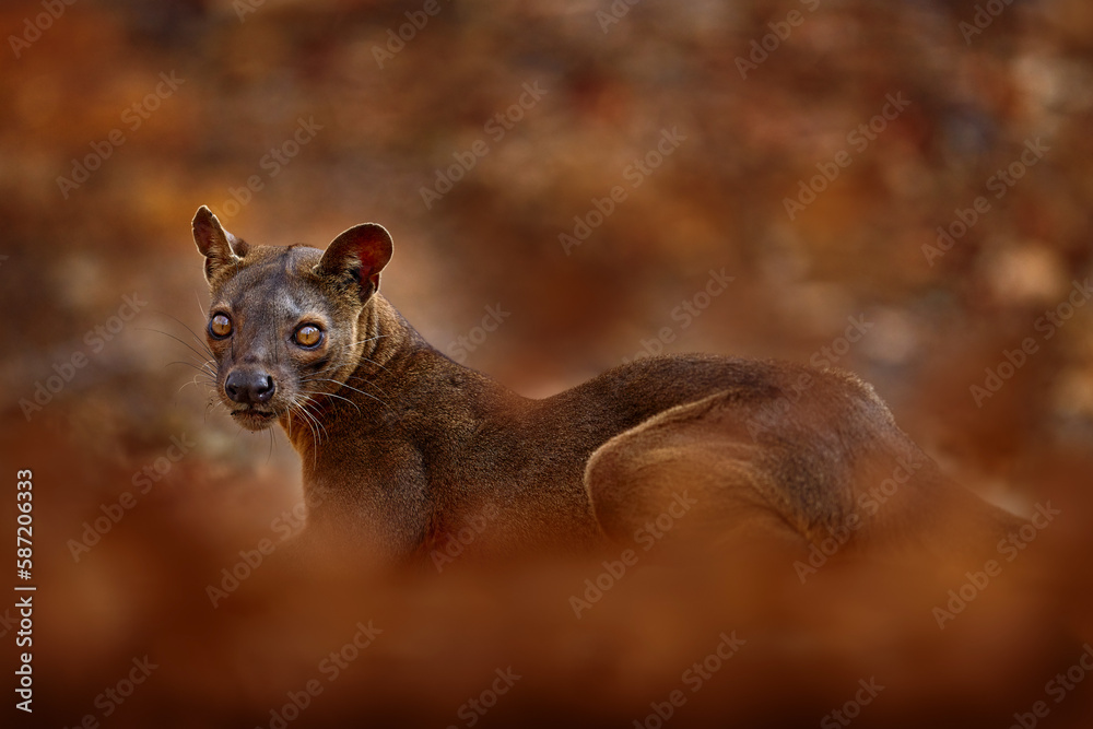 Foto de Fosa, Cryptoprocta ferox, Kirindy Forest in Madagascar. Beast ...