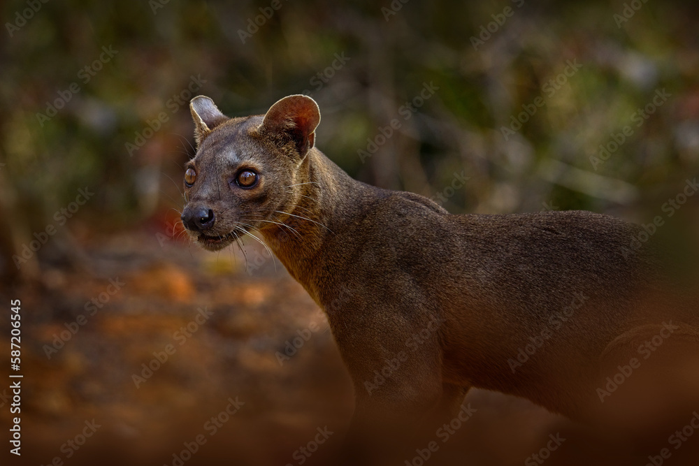 Fosa, Cryptoprocta ferox, Kirindy Forest in Madagascar. Beast of prey ...