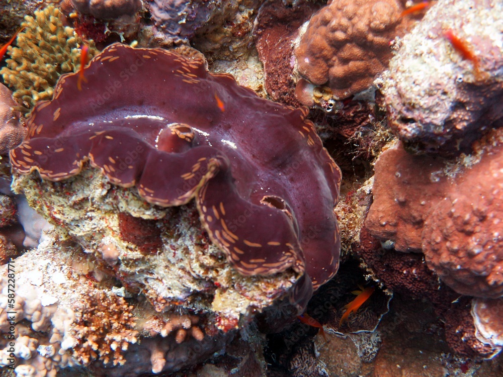 Red sea colorful giant clam shells Stock Photo | Adobe Stock