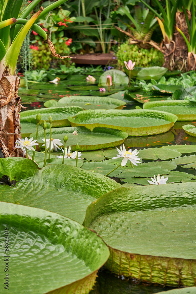 Victoria amazonica also called Victoria regia is a species of flowering ...