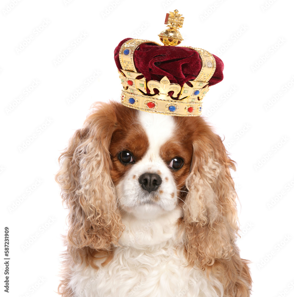 King Charles Spaniel Dog wearing a crown isolated on a white background ...
