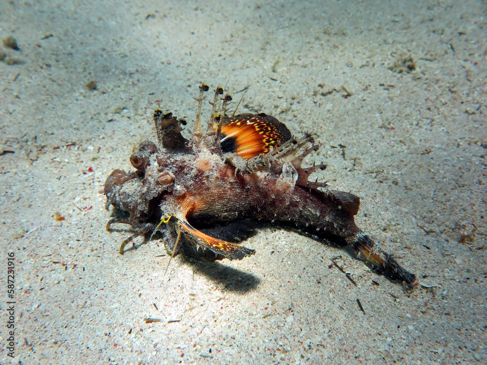 Red Sea Walkman, also known as sea goblin, demon stinger or devil ...