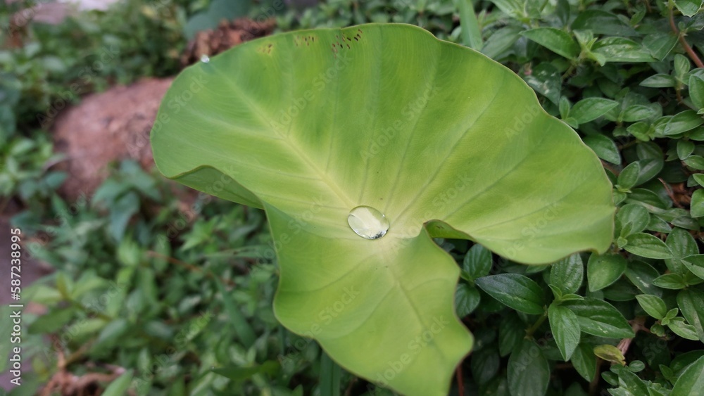 Foto de water droplets pooled on taro leaves. Taro or taro leaves are ...