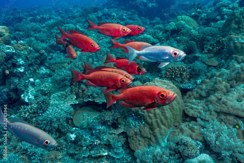 School of lunar-tailed bigeye fish swimming around the corals in the ...