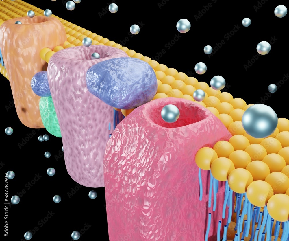 The electron transport chain is a series of proteins and organic ...
