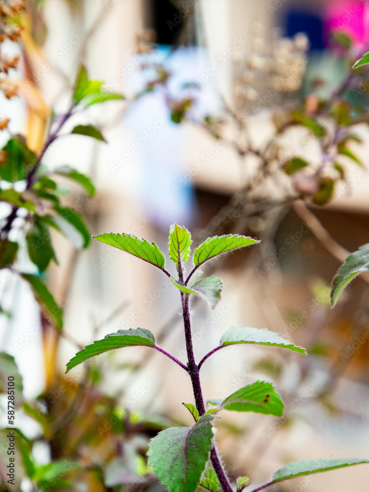 Ocimum tenuiflorum/Holy basil, commonly known as tulasi/tulsi, a ...