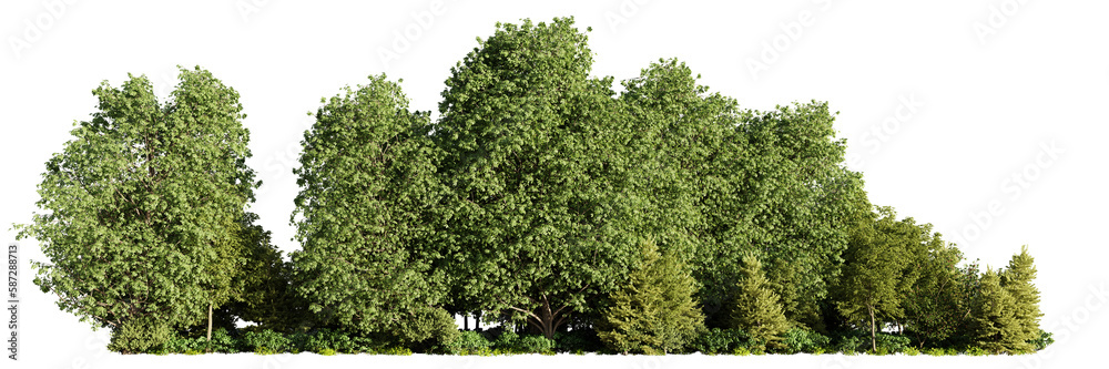 small grove, trees and bushes in an open forest, isolated on ...