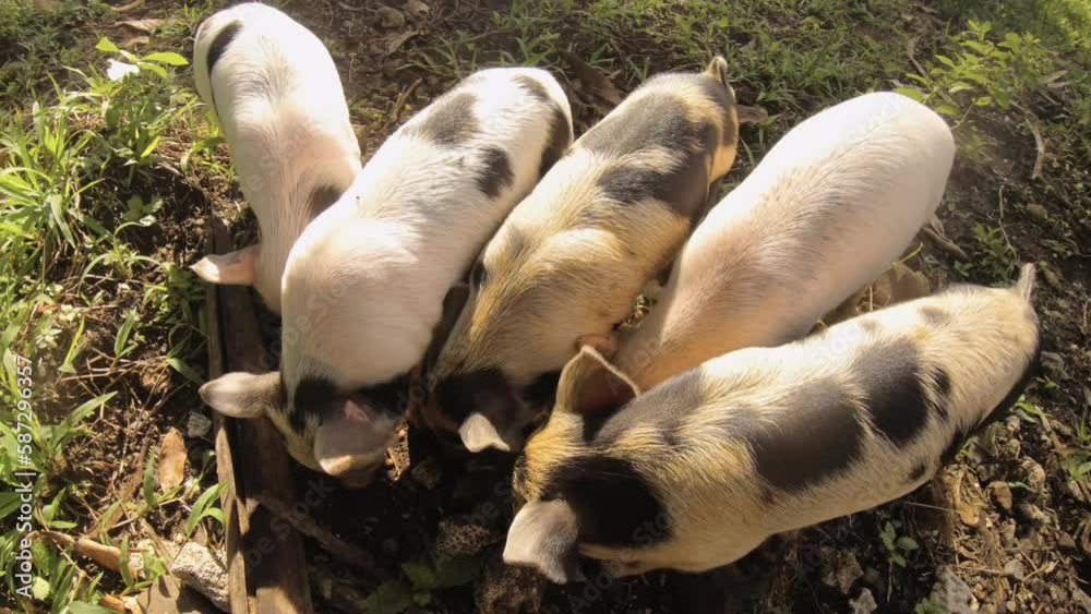 top view of group of five cute baby small young piglets piggy squeezing ...
