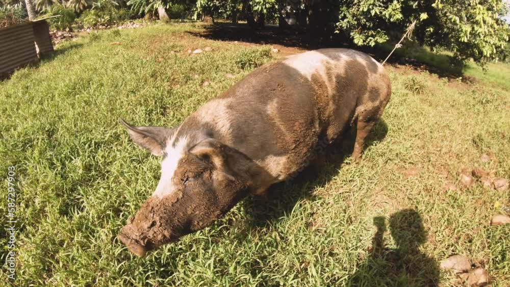 Vidéo Stock still view of a huge fat domesticated black and white boar ...