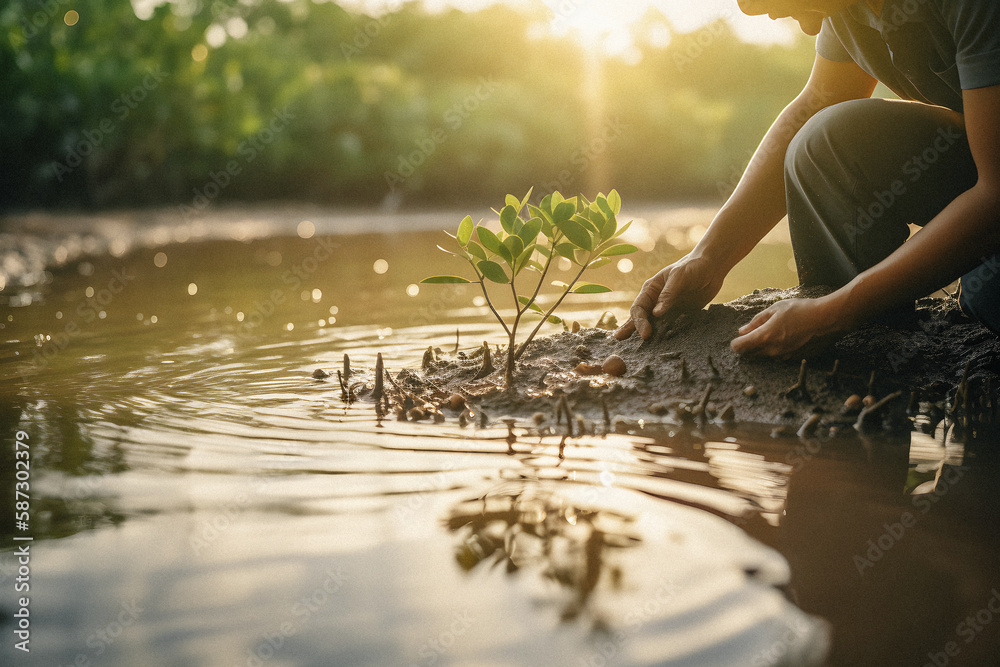 Restoring the Coastline: Community Engagement in Planting Mangroves for ...