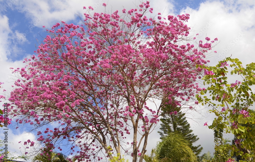 Tabebuia Ant tree in pink. Spring flowering. The most beautiful trees ...