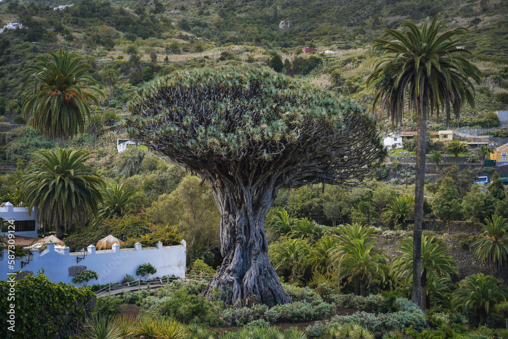Ancient Dragon Tree in Icod de los Vinos town on Tenerife, Canary ...