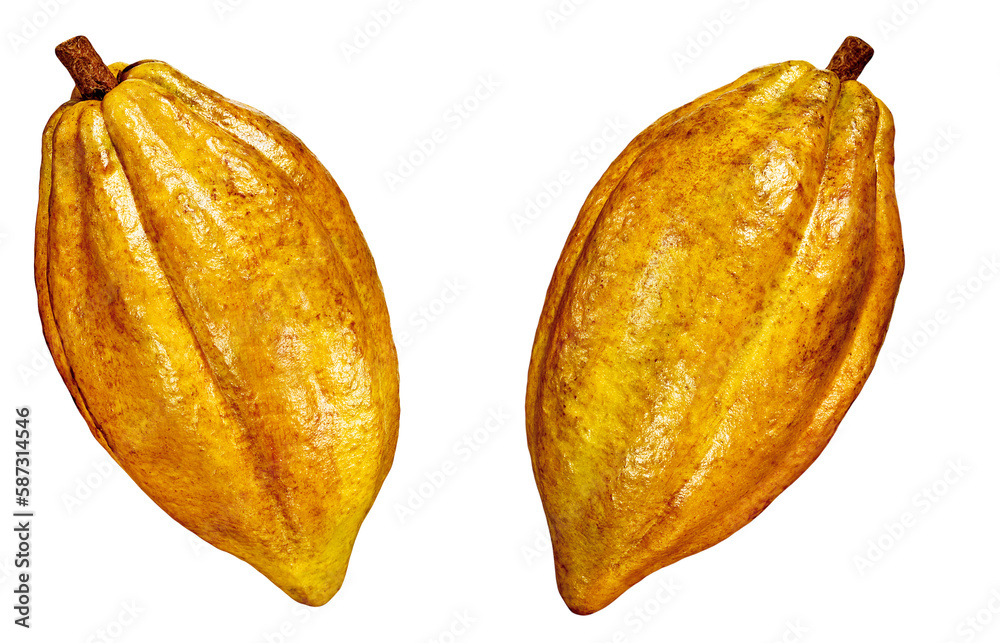 fruta brasileira cacau em fundo transparente - fruta cacau madura Stock ...