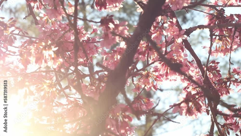 Spring tree with pink flowers. Spring border or background art with ...