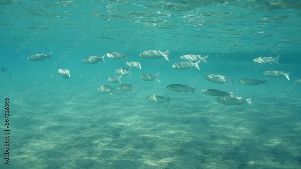 Slow motion, Shoal of Mullet fish swim in shallow water in the sun rays ...