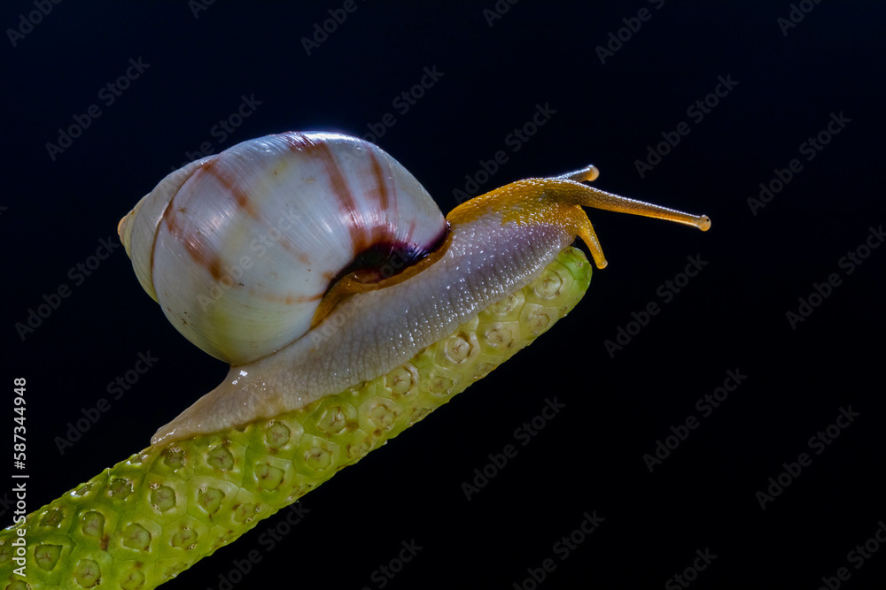 The short Samoan tree snail, Samoana abbreviata, is a species of ...