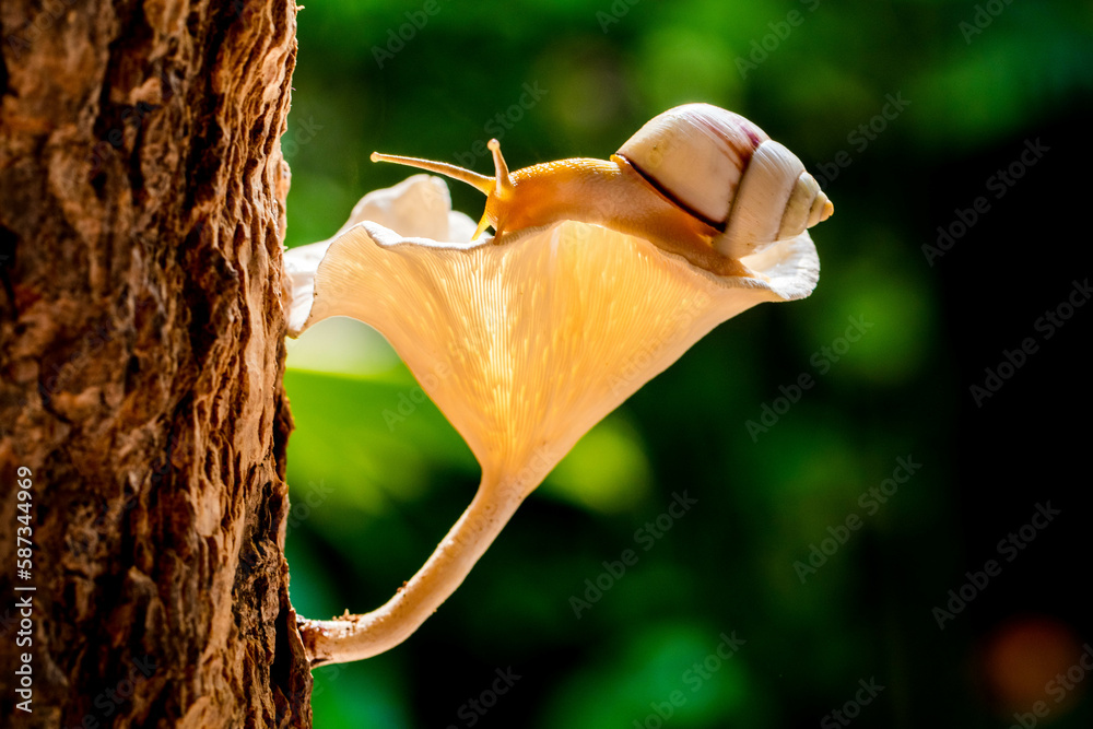 The short Samoan tree snail, Samoana abbreviata, is a species of ...