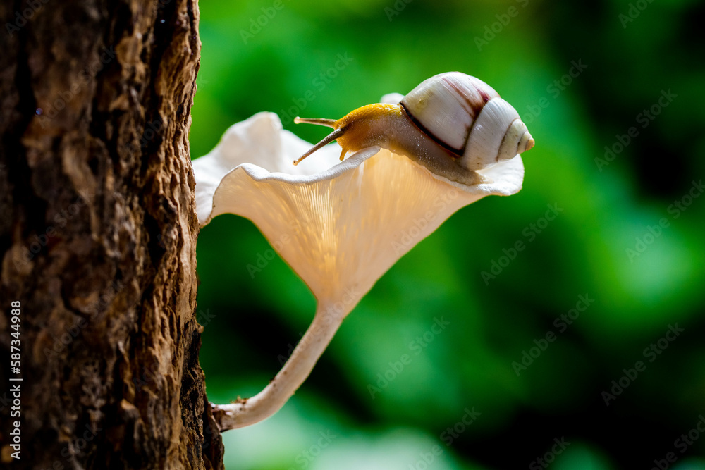 The short Samoan tree snail, Samoana abbreviata, is a species of ...