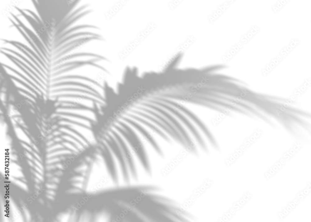 Shadow from palm leaves, overlay effect. Realistic gray shadow on ...