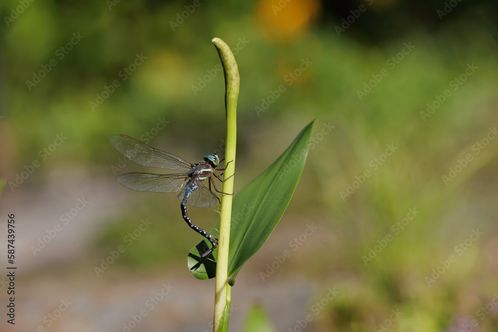 Black-tipped Darner, Aeshna tuberculifera, female, cutting slits in ...