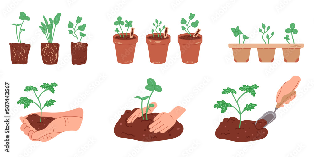 Flat cartoon vector illustration set of organic plant seedling ...
