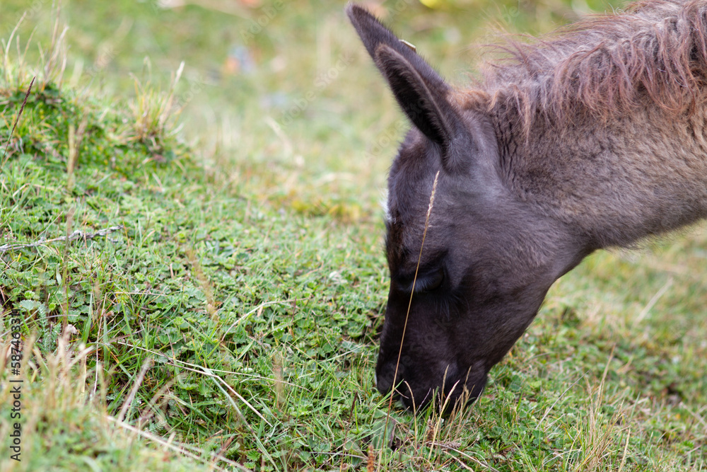 adult alpaca leans forward to graze on the grasses and native succulent ...