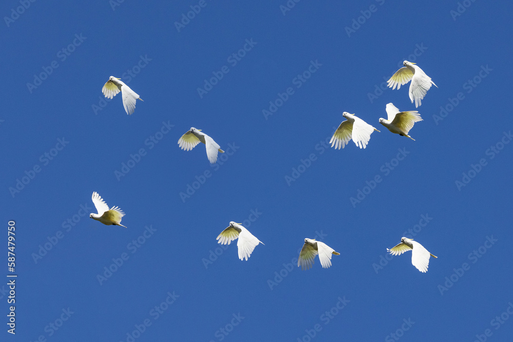 Sulphur Crested Cockatoo Flock