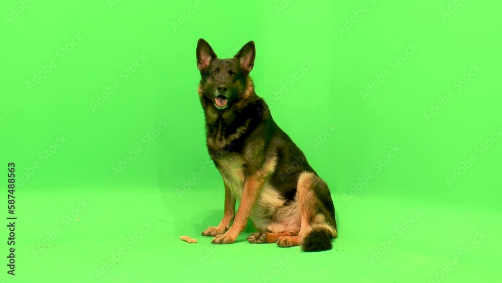 German Shepherd, German Shepherd Sitting, Dog Sitting Down, GSD Sitting ...