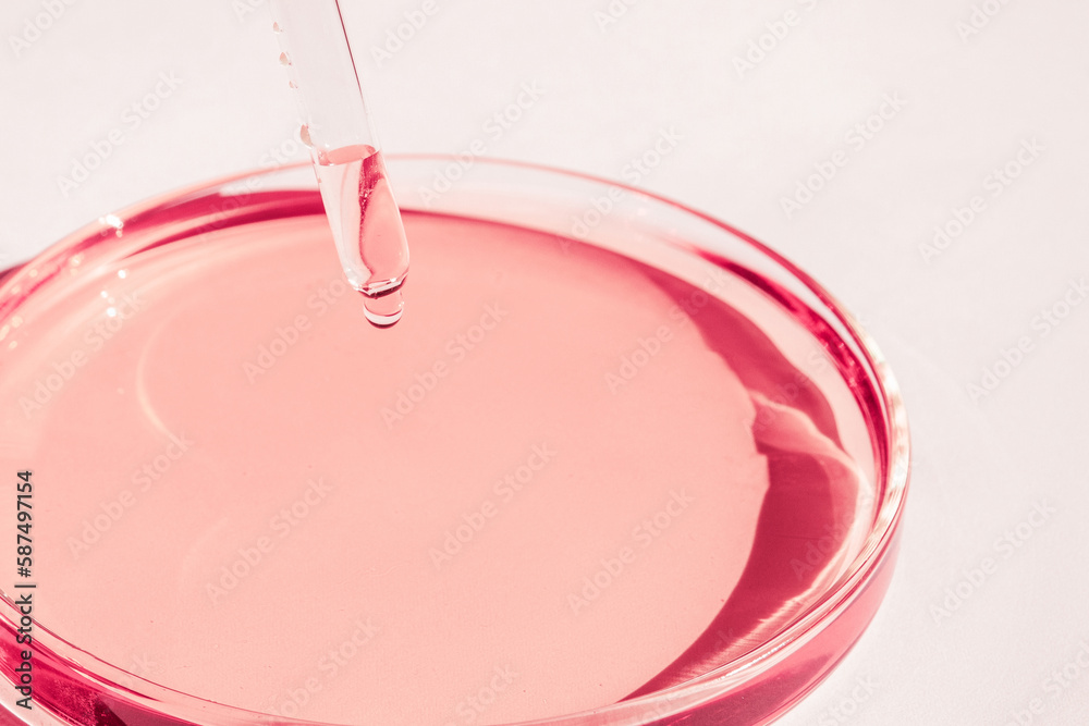 Petri dish. With pink liquid. With solution. Pipette dripping from ...