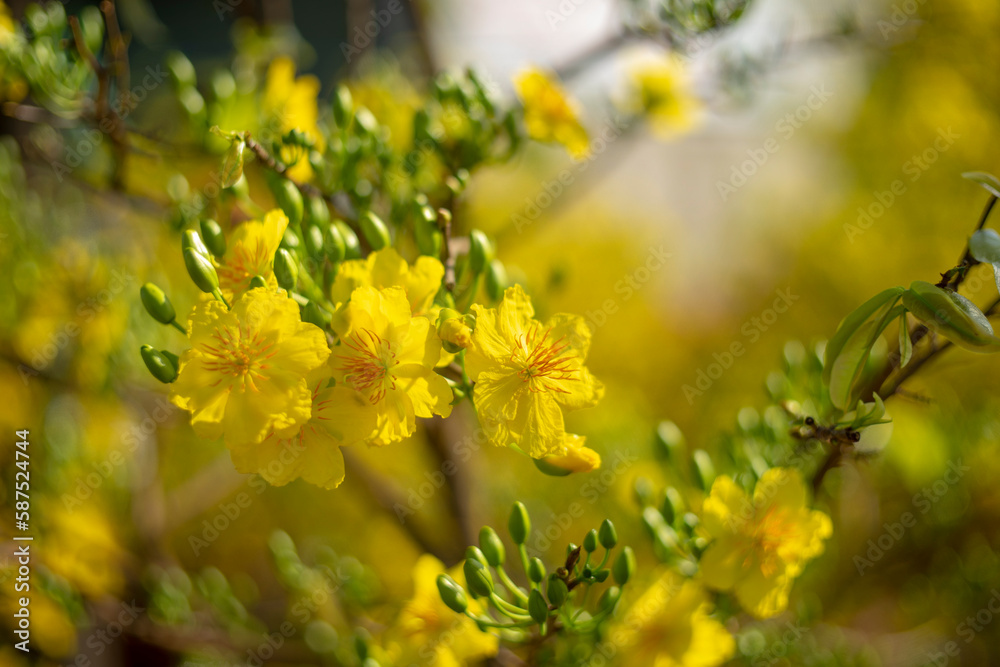 Decoration tree for vietnam tet holiday Tet Holiday in Vietnam ...