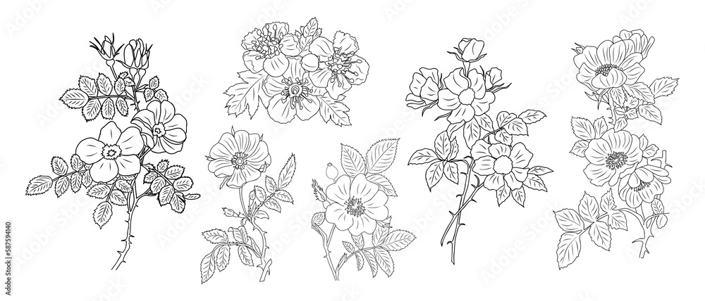 Hawthorn Flower Tattoo Designs | Best Flower Site