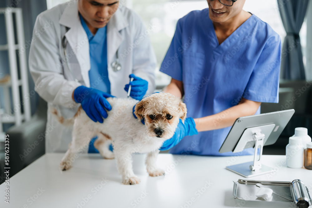 Two doctors are examining him. Veterinary medicine concept. shih tzu ...