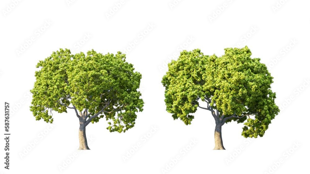 Growing trees isolated with alpha.3D animation growth grow from small ...