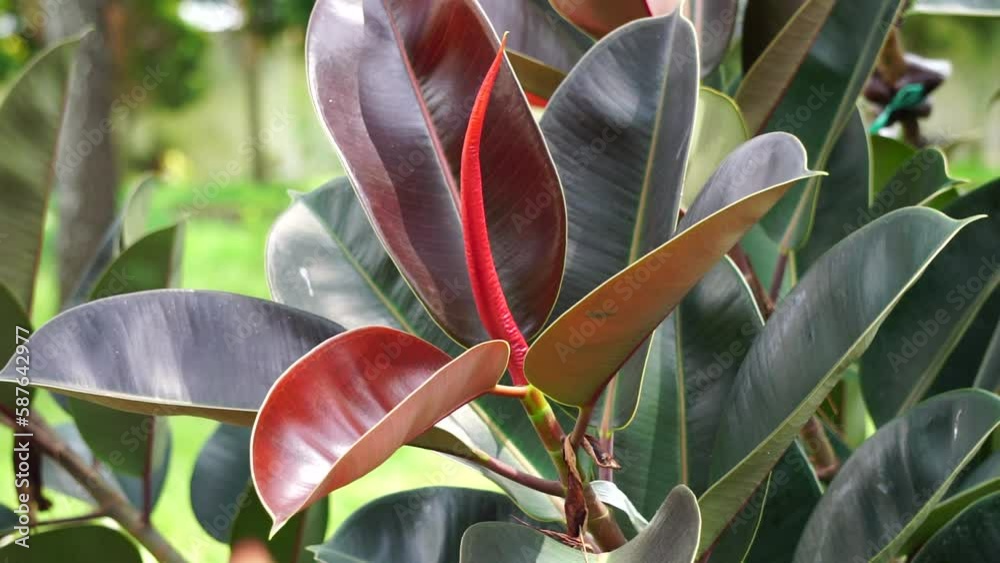 Video Stock Ficus elastica (Also known as the rubber fig, rubber bush ...