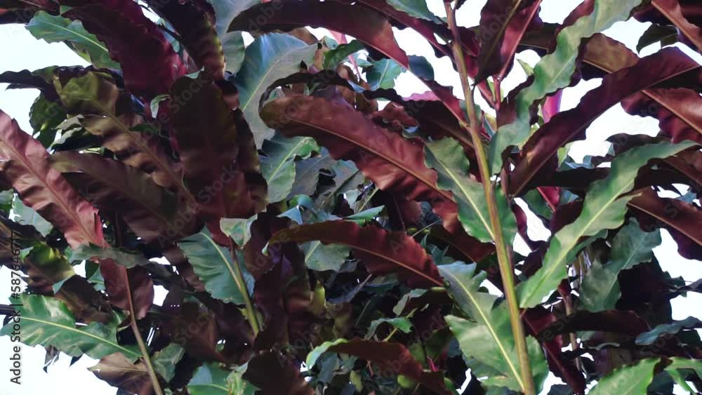 Video „Etlingera elatior (Also called torch ginger, ginger flower, red ...