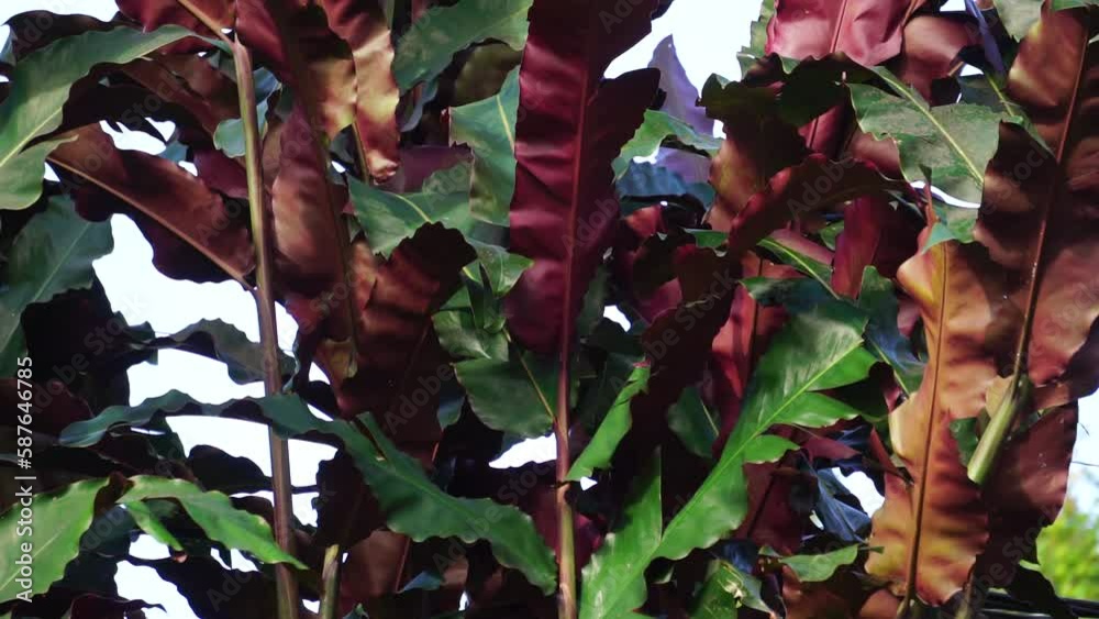 Etlingera elatior (Also called torch ginger, ginger flower, red ginger ...