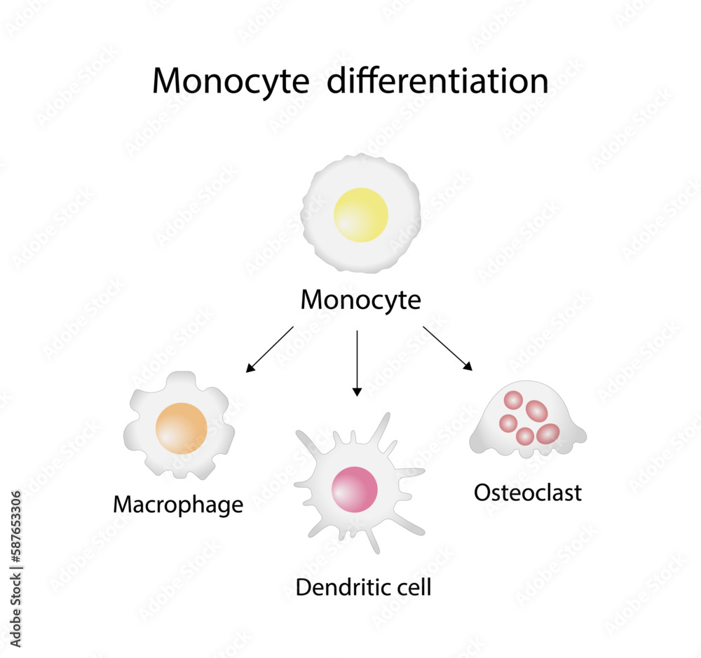 Monocyte Differentiation. Dendritic cell, Osteoclast and Macrophage Stock Vector | Adobe Stock