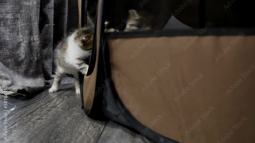 two beautiful fluffy kittens play with each other at the entrance to ...