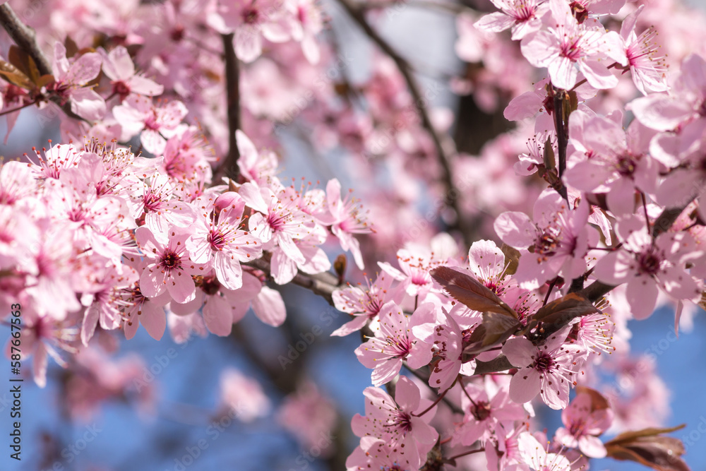 Blooming delicate pink flowers in early spring Blut-Pflaume. Prunus ...