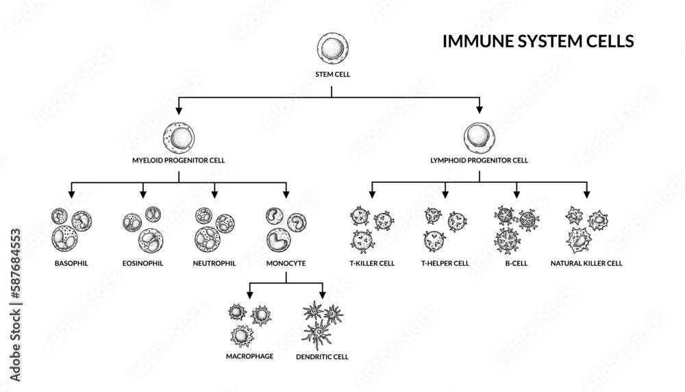 Cells of adaptive immune system. Human cells with names. Scientific ...