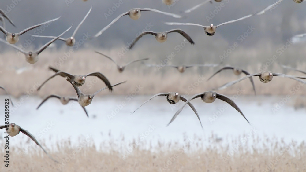 Flock of geese birds flying, migratory birds in flight over lake. Bean ...