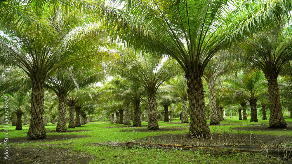 Plantation of palm trees with green leaves. Tropical landscape with ...