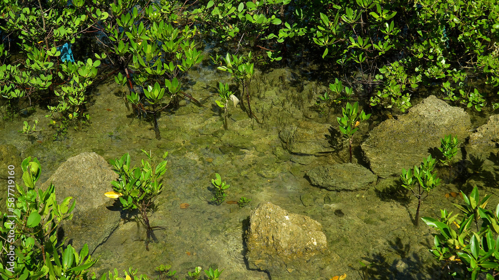 Young mangroves in the water. Tropical mangrove green tree forest ...