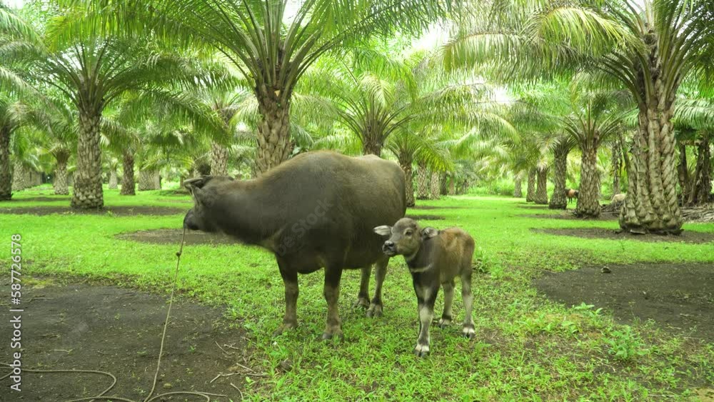 Buffalo with a calf in a rural area among palm trees. Plantation of ...
