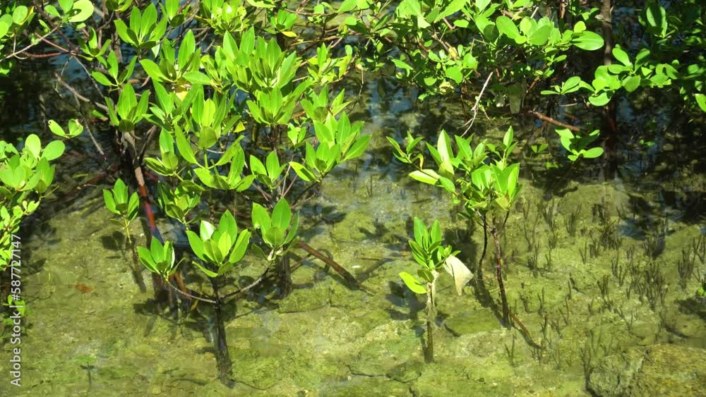 Young mangroves in the water. Mangroves in a swampy area on a tropical ...