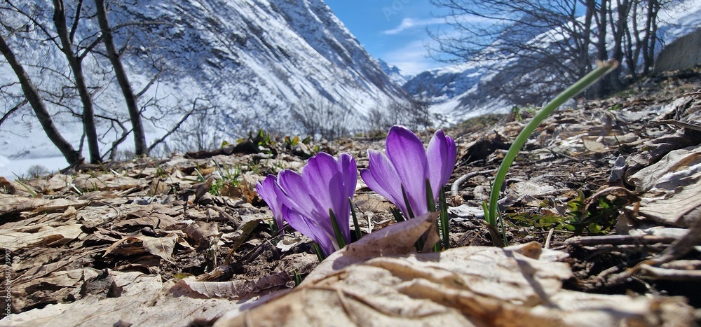 spring crocus, giant crocus vernus species in Family Iridaceae, native ...