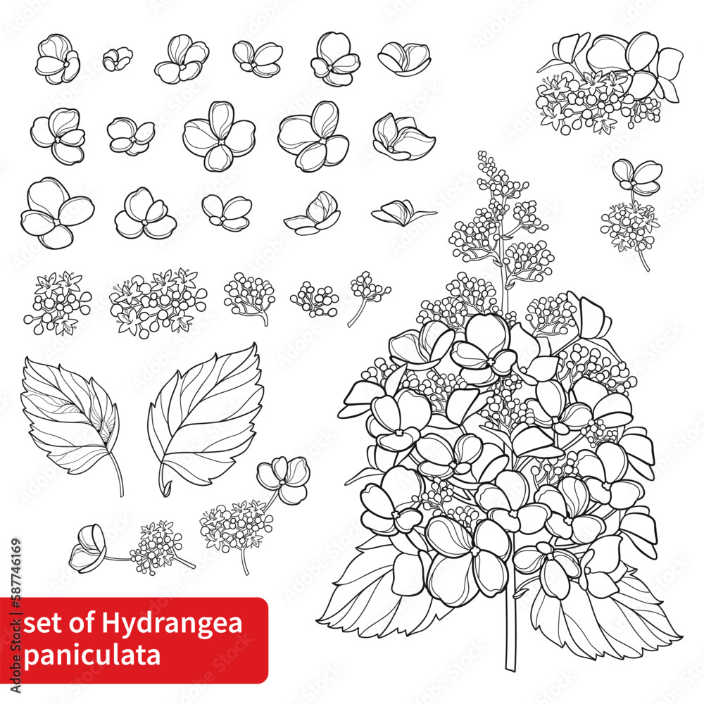 Set with outline paniculate Hydrangea or Hortensia flower bunch and ...